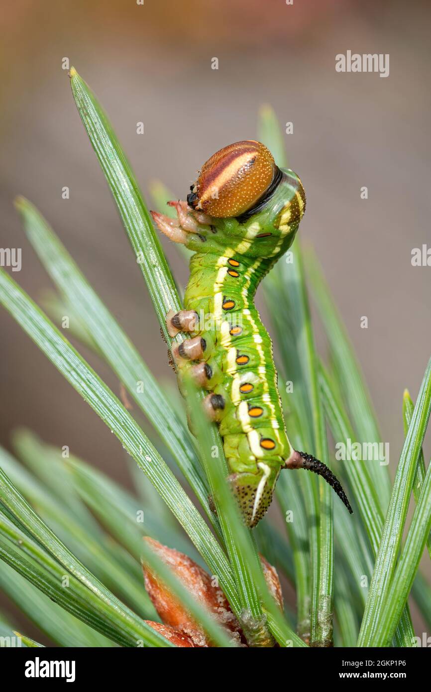 Pine hawk-moth (Sphinx pinastri) caterpillar or larva on scots pine ...