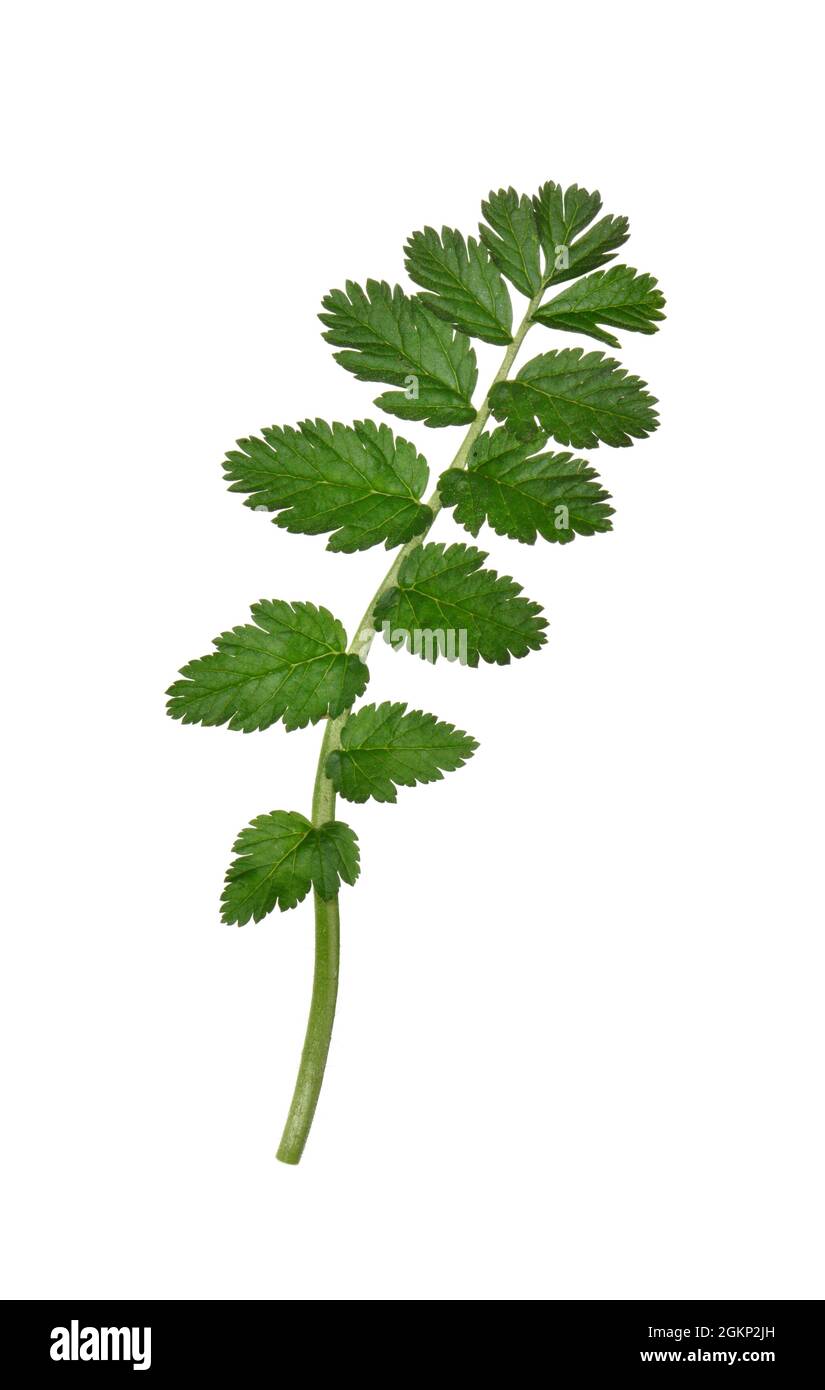 Erodium Cut Out Stock Images & Pictures - Alamy