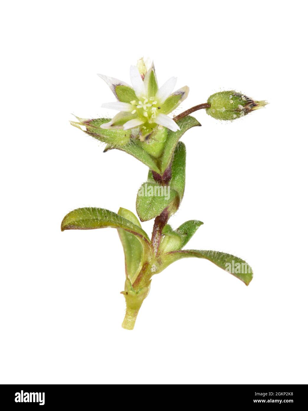 Little mouse hi-res stock photography and images - Alamy