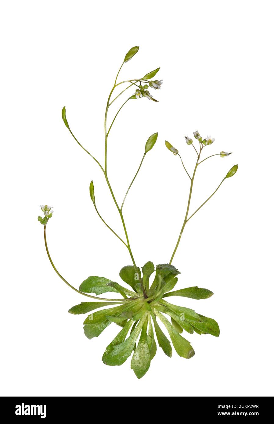 Common Whitlow-grass - Draba verna Stock Photo - Alamy