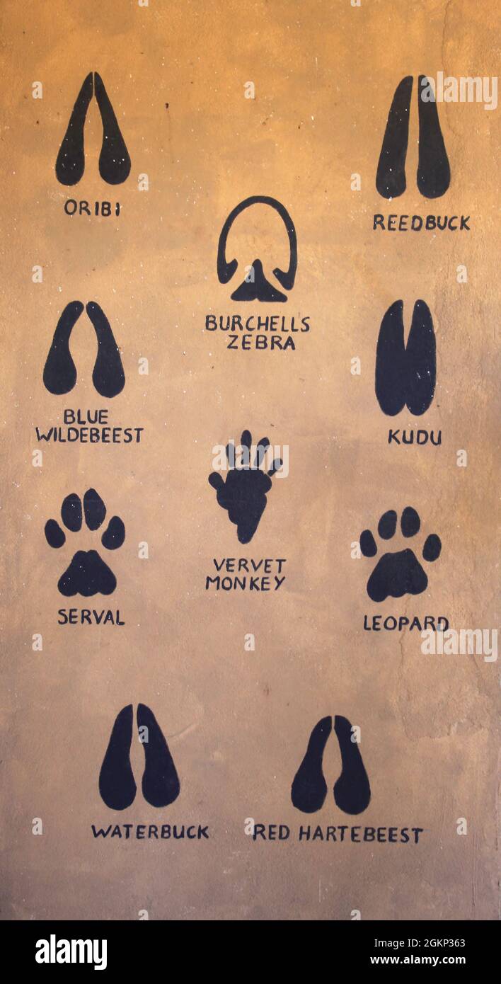 Monkey Footprints
