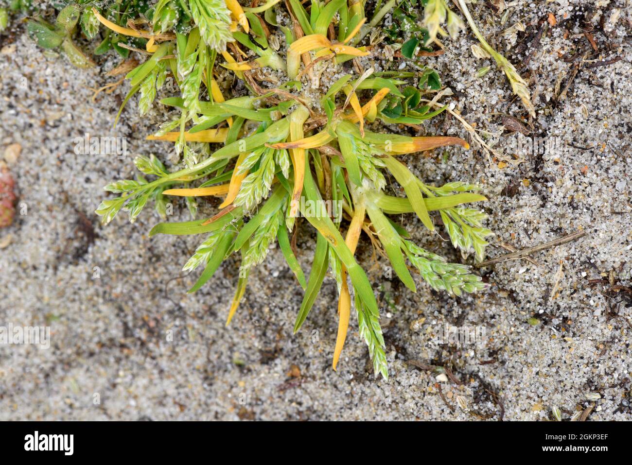 Poa infirma hi-res stock photography and images - Alamy