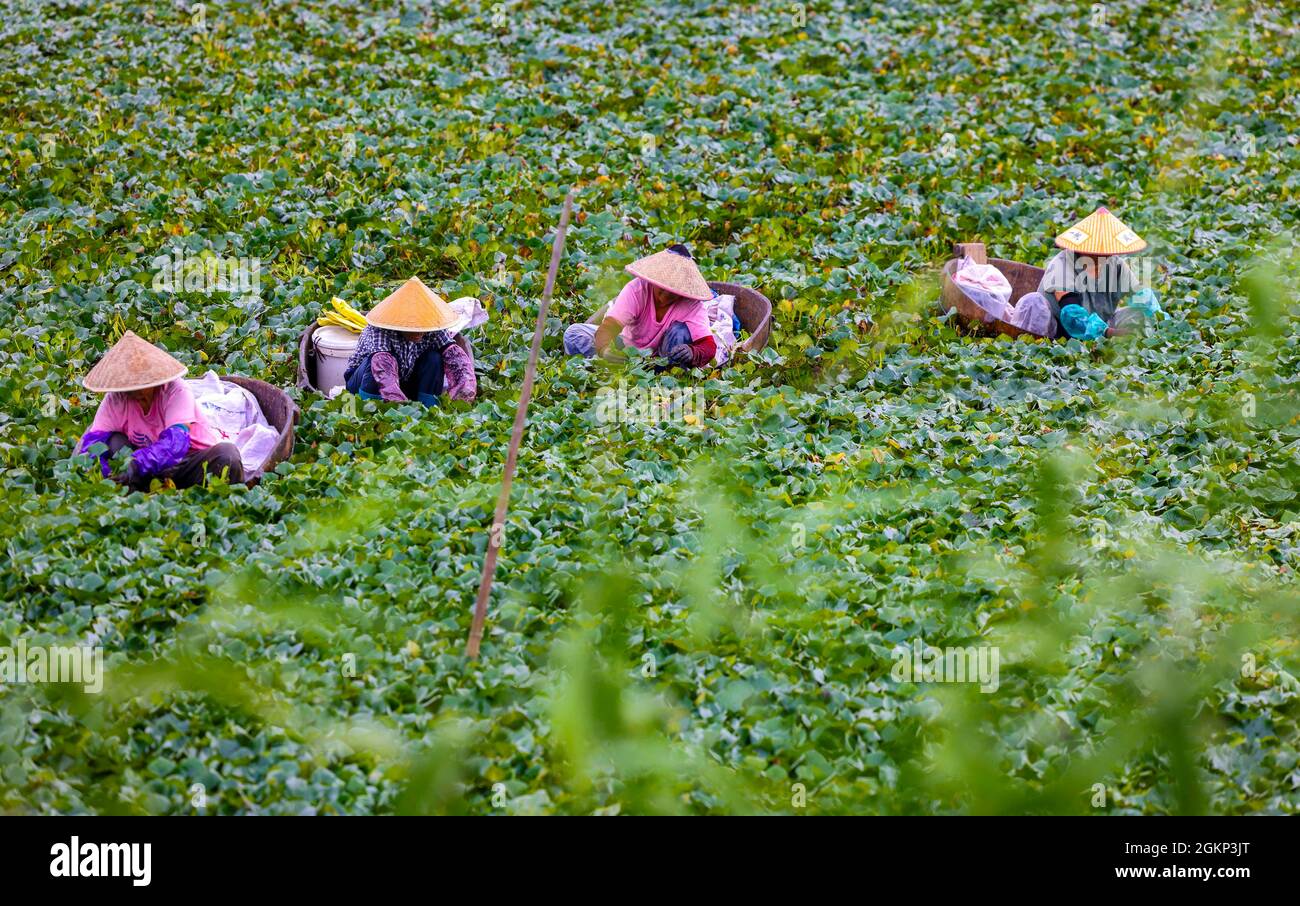 Aerial view of the farmers picking water caltrop at a water pond in ...