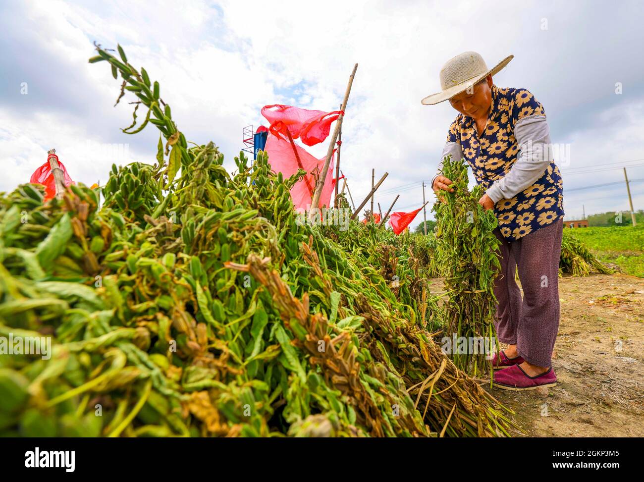 Aerial view of the farmers picking water caltrop at a water pond in ...