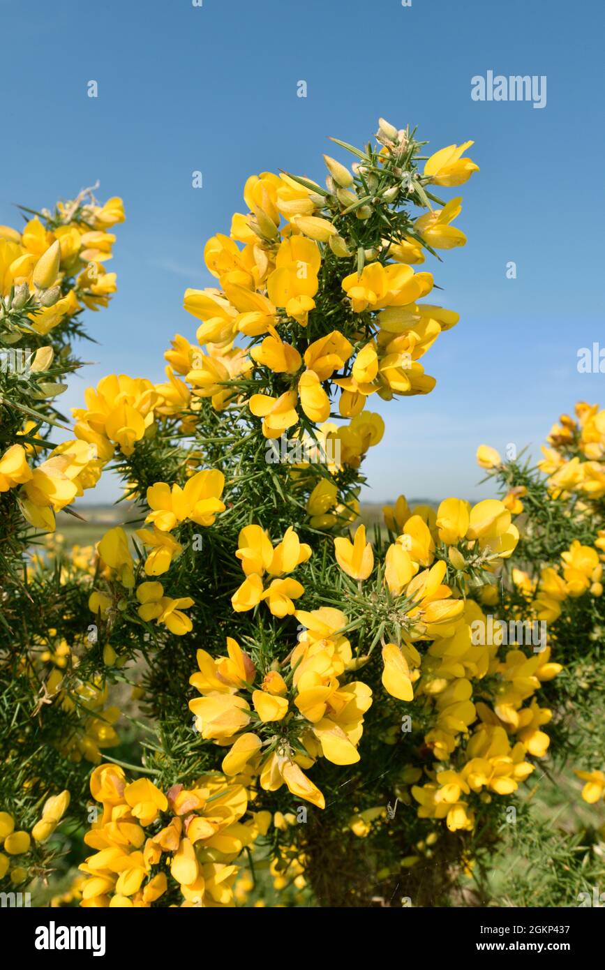 Common Gorse - Ulex europaeus Stock Photo - Alamy
