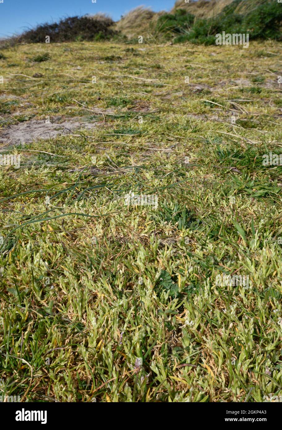 Infirma hi-res stock photography and images - Alamy