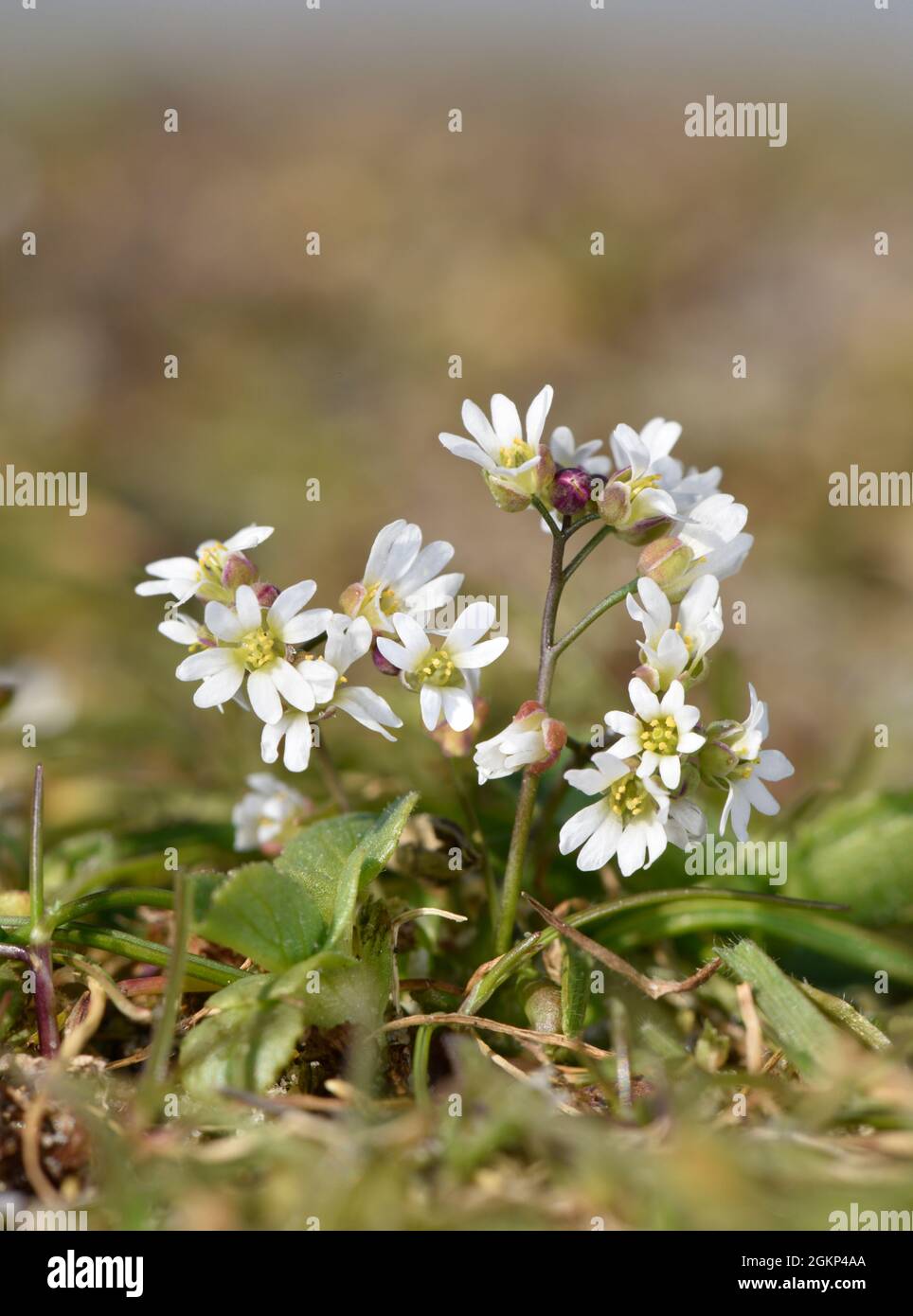 Common Whitlow-grass - Draba verna Stock Photo - Alamy