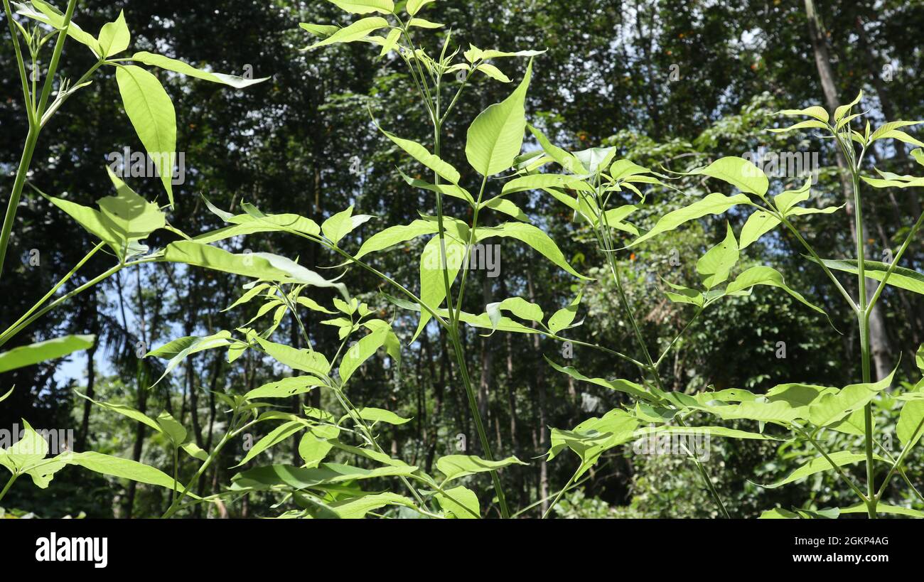 Five leaved chaste tree hi-res stock photography and images - Alamy