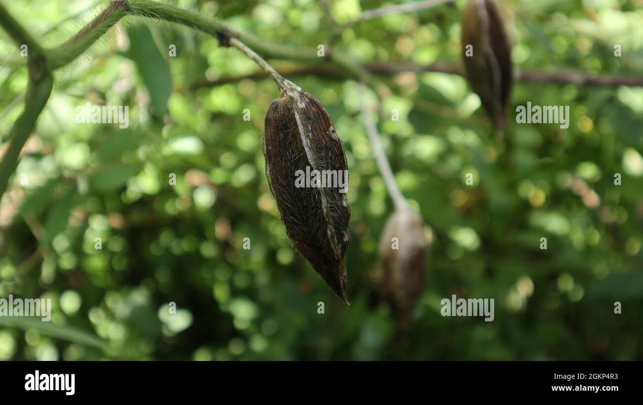 Dried musk mallow pod hi-res stock photography and images - Alamy