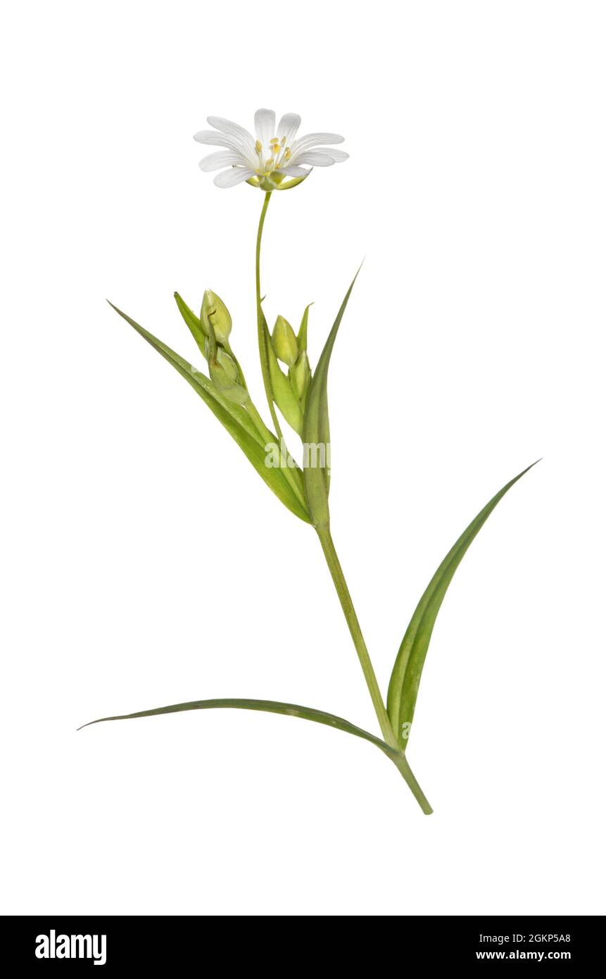 Stitchwort Cut Out Stock Images & Pictures - Alamy