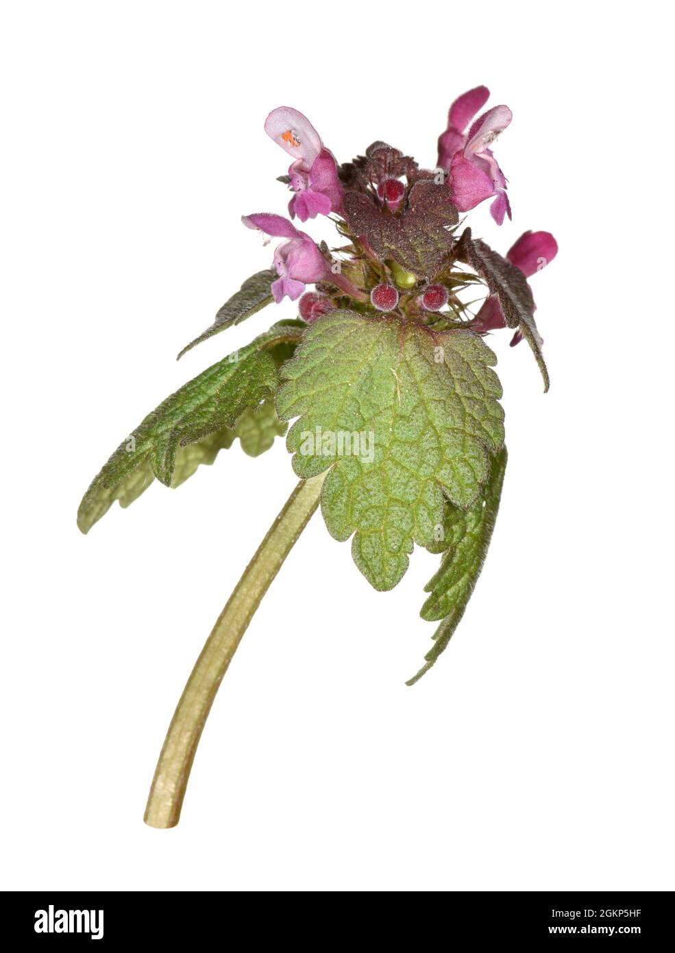 Red Dead-nettle - Lamium purpureum Stock Photo - Alamy
