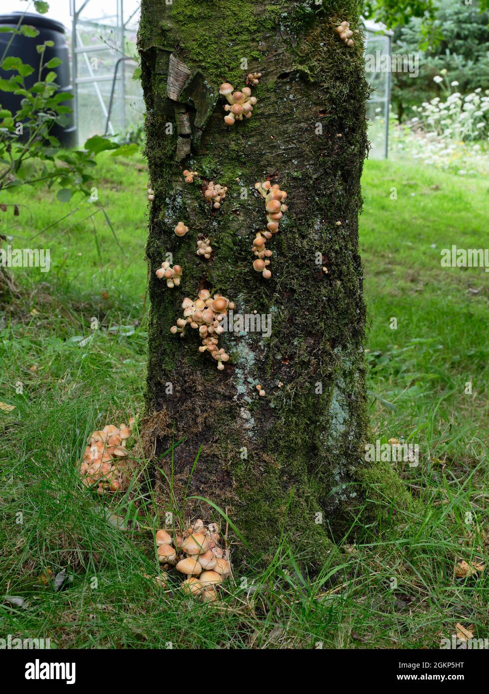 Dead birch tree hi-res stock photography and images - Alamy