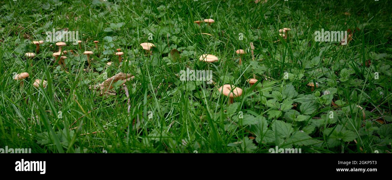 A group of unidentified small Toadstools growing amongst grass and ...
