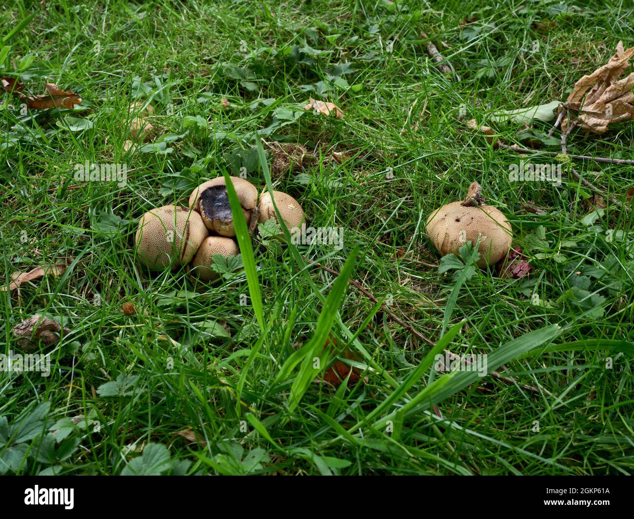 Toadstools growing in wood chippings hi-res stock photography and ...