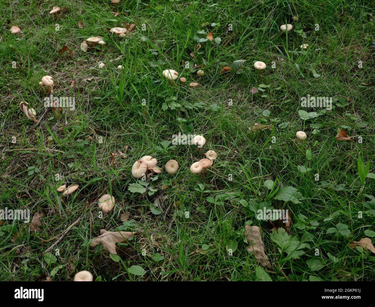 A group of unidentified small Toadstools growing amongst grass and ...