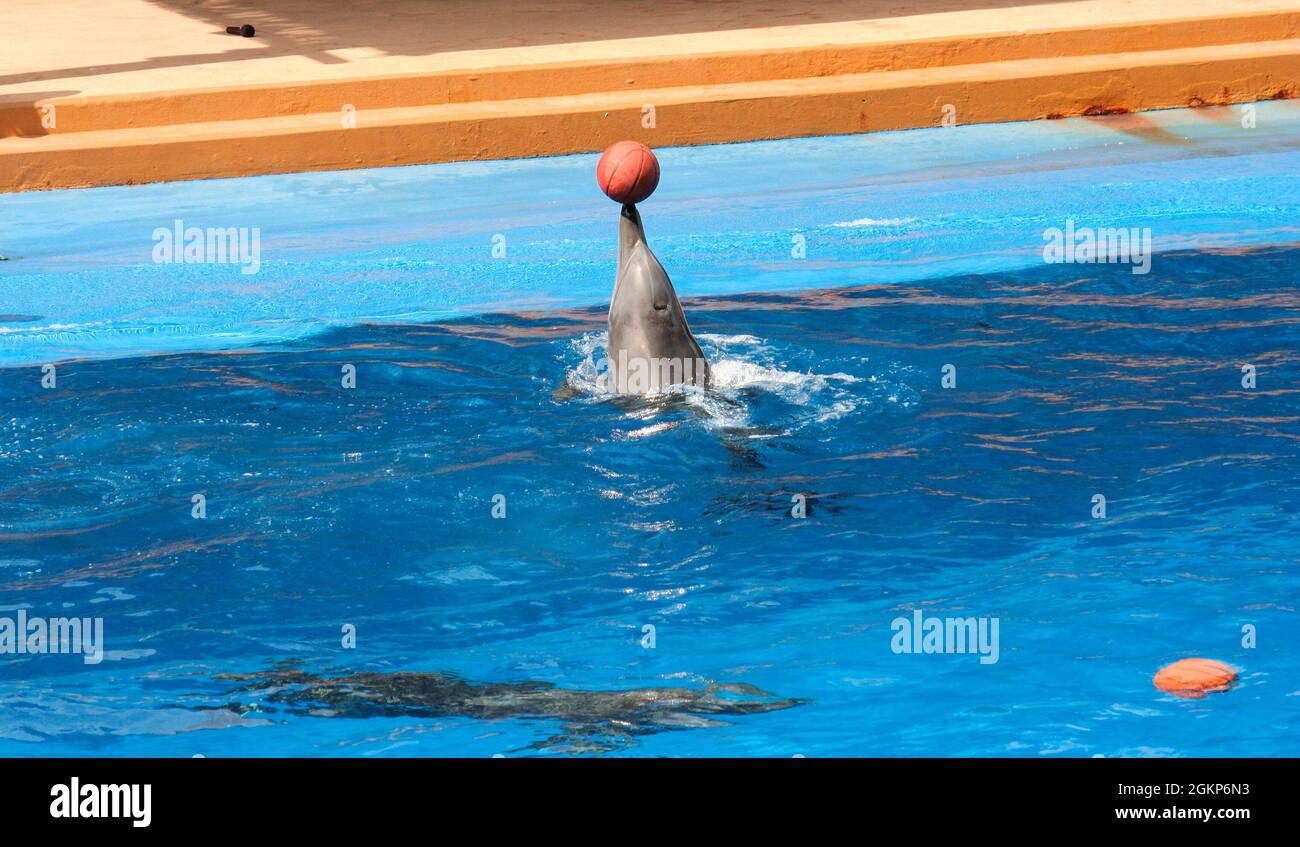 Dolphin playing with a orange ball on nose and having fun Stock Photo ...