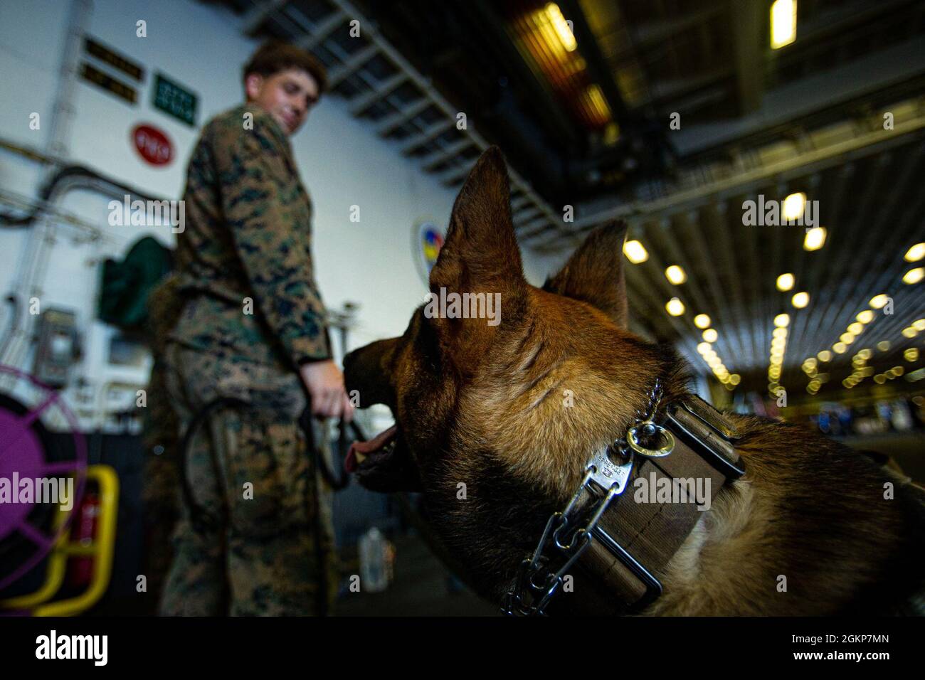 A U.S. Marine Corps military working dog (MWD), Pedro, looks at his ...