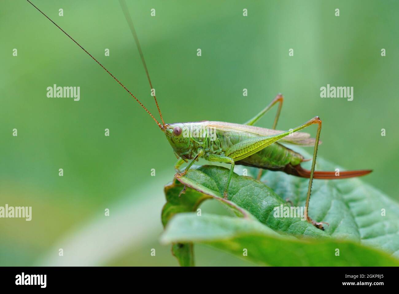 Closeup on the long-winged conehead bush-cricket , Conocephalus fuscus ...