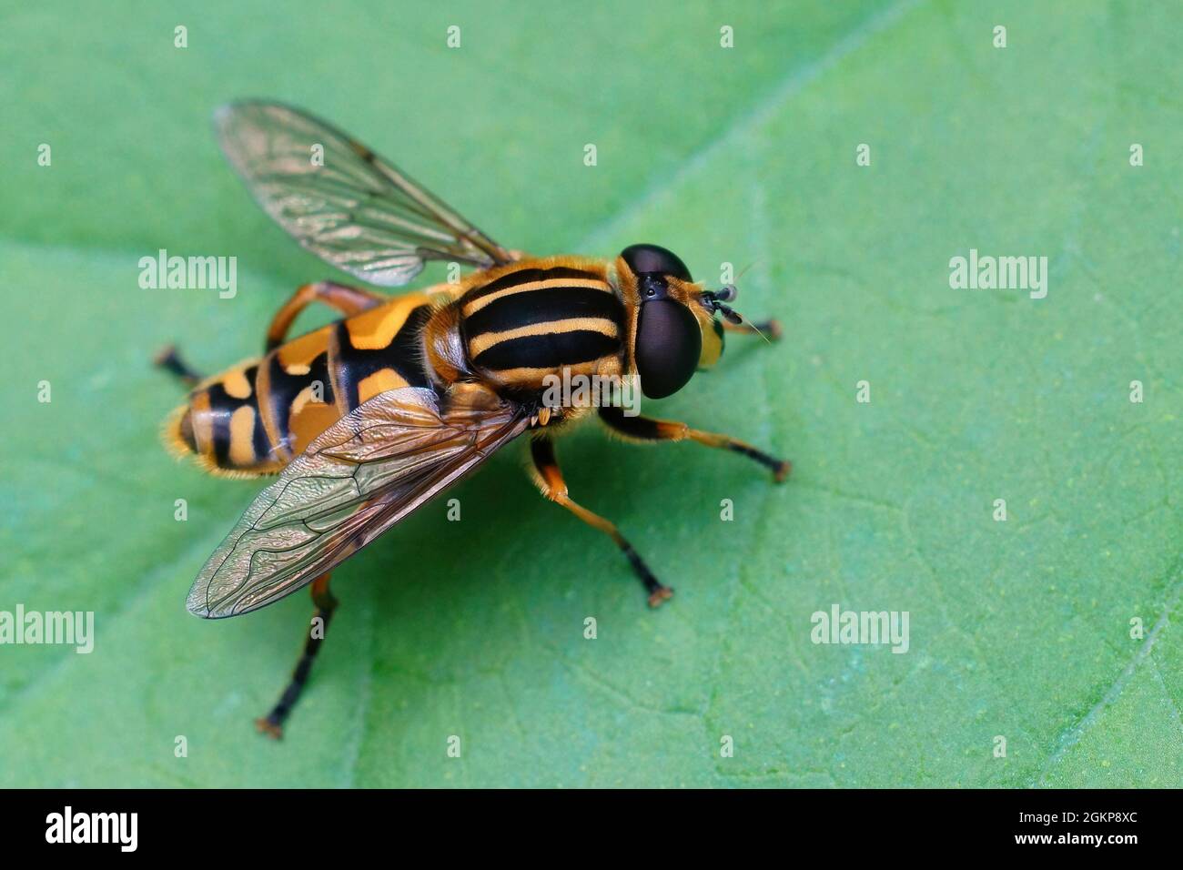 Closeup on the footballer hoverfly, Helophilus pendulus Stock Photo - Alamy