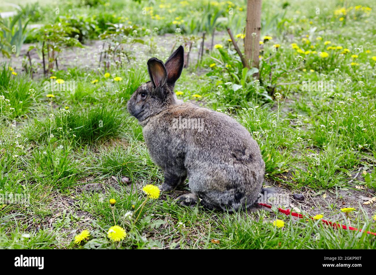 Big rabbit on green grass. Lovely and lively bunny in nature Stock ...