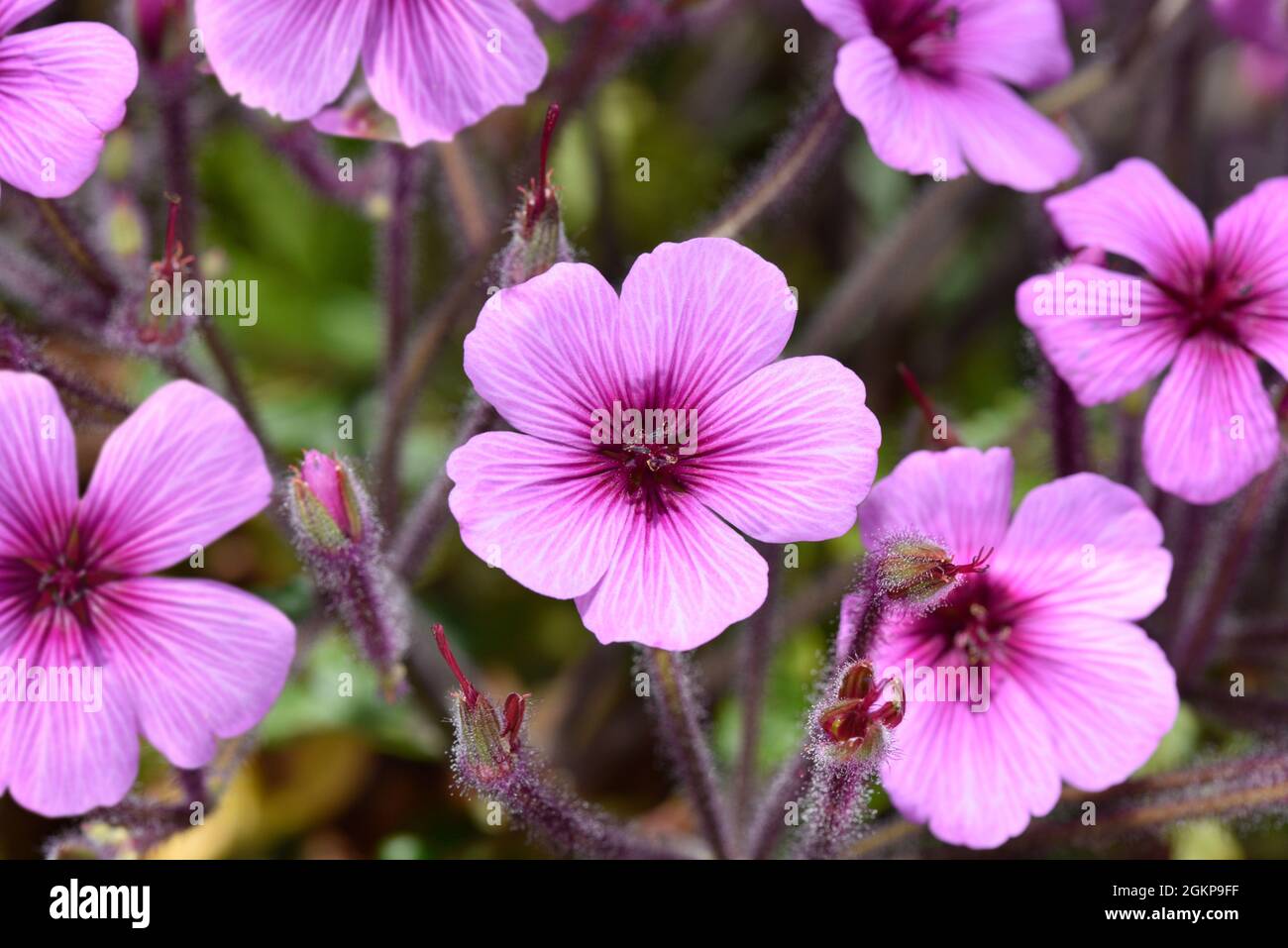 Giant Herb-robert - Geranium maderense Stock Photo - Alamy