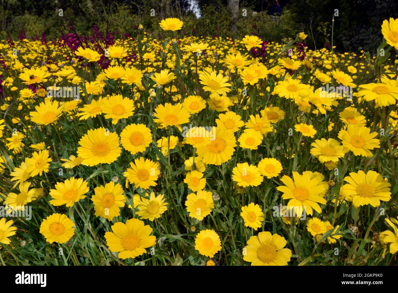 Corn Marigold - Glebionis Chrysanthemum segetum Stock Photo - Alamy
