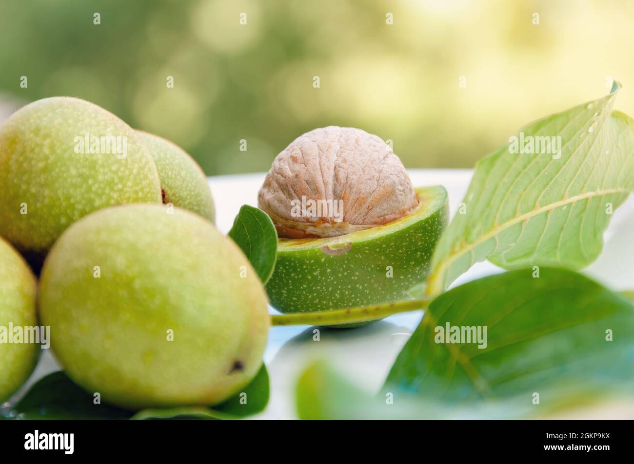 Ripe Walnut with green shell on greenery background. Walnut in green ...