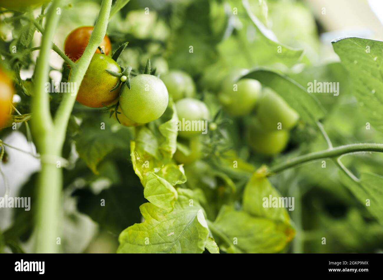 Tomato grows in a greenhouse. Growing fresh vegetables in a greenhouse Stock Photo - Alamy