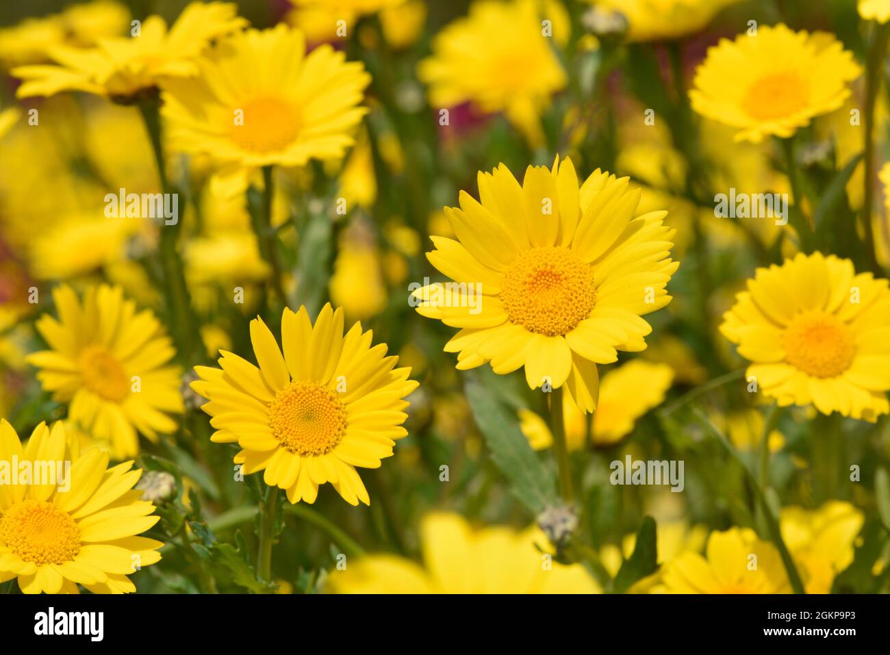 Corn Marigold - Glebionis Chrysanthemum segetum Stock Photo - Alamy