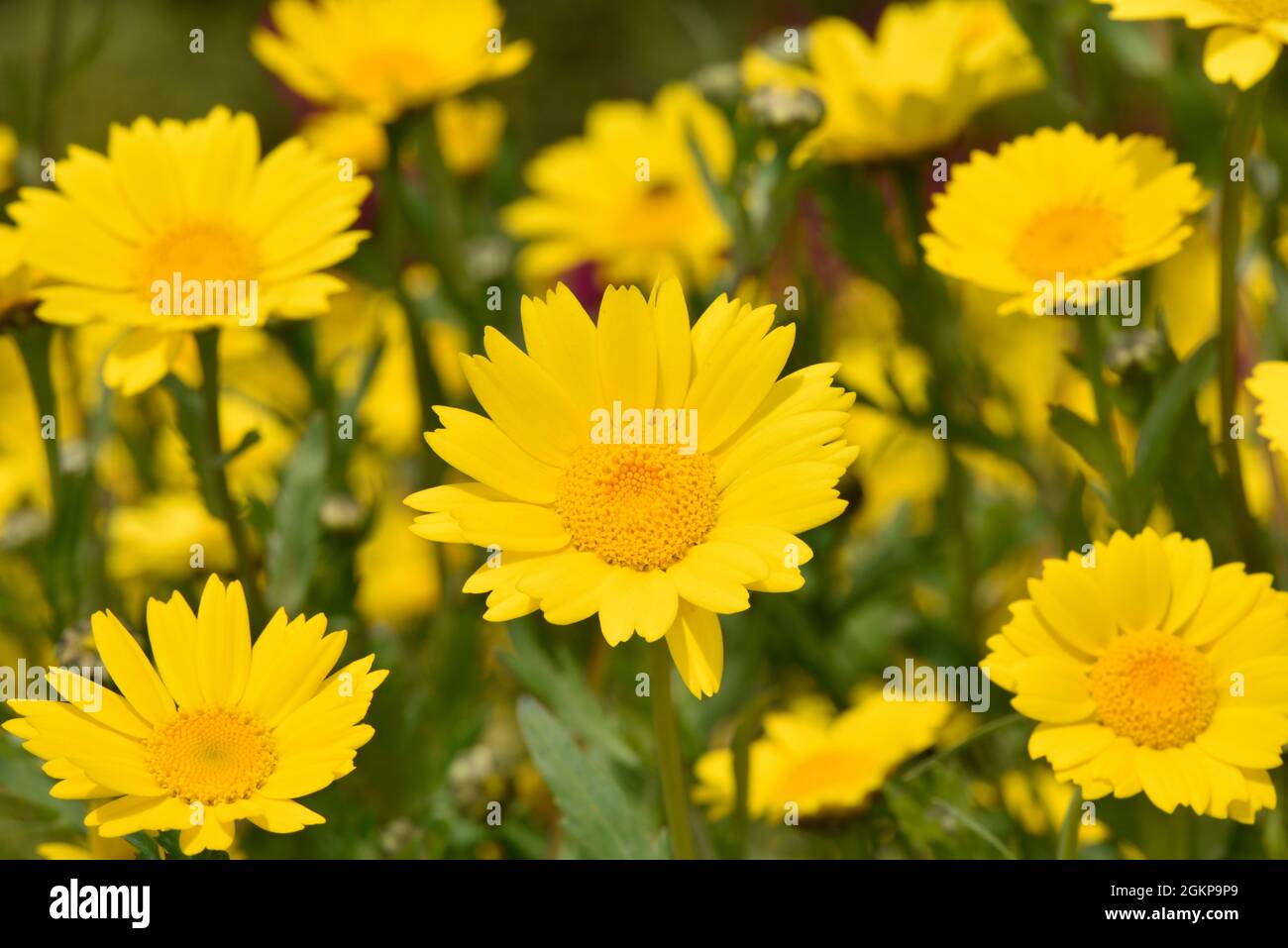 Corn Marigold - Glebionis Chrysanthemum segetum Stock Photo - Alamy