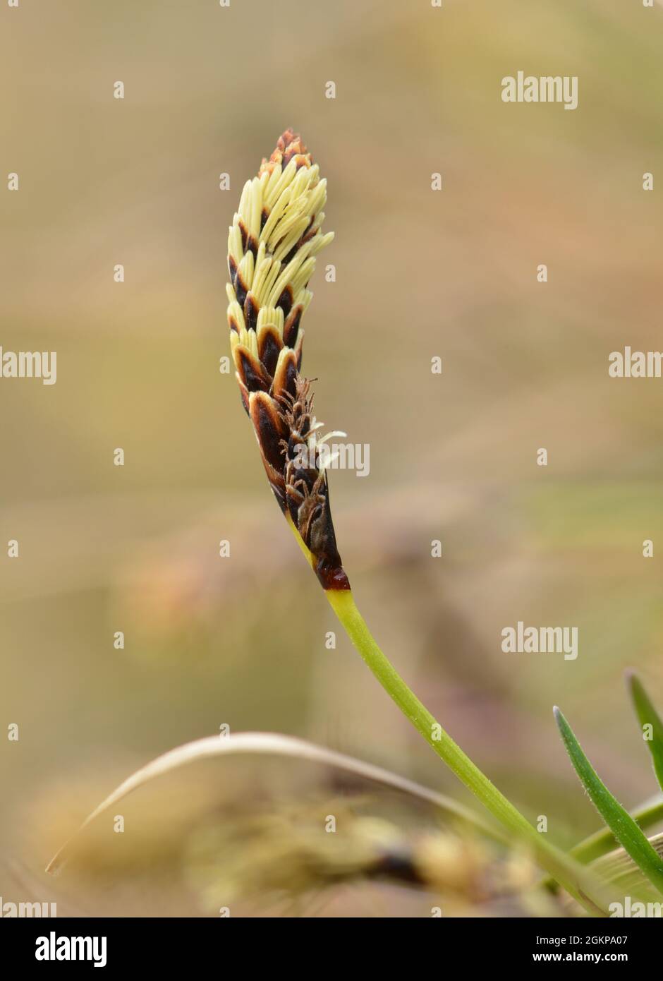 Rare Spring Sedge - Carex ericetorum Stock Photo - Alamy