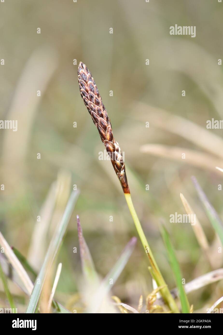 Rare Spring Sedge - Carex ericetorum Stock Photo - Alamy