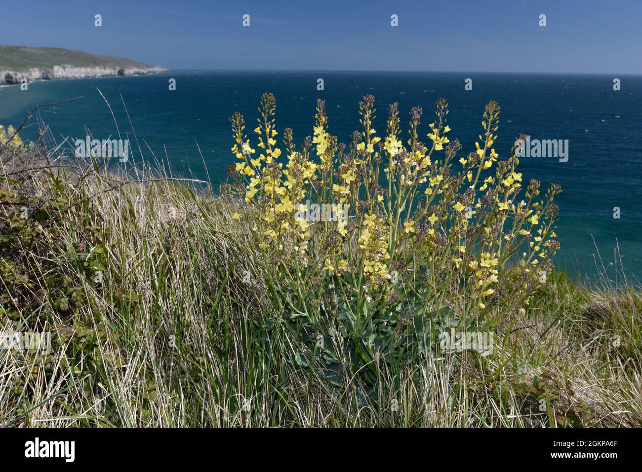 Brassica oleracea wild uk hi-res stock photography and images - Alamy