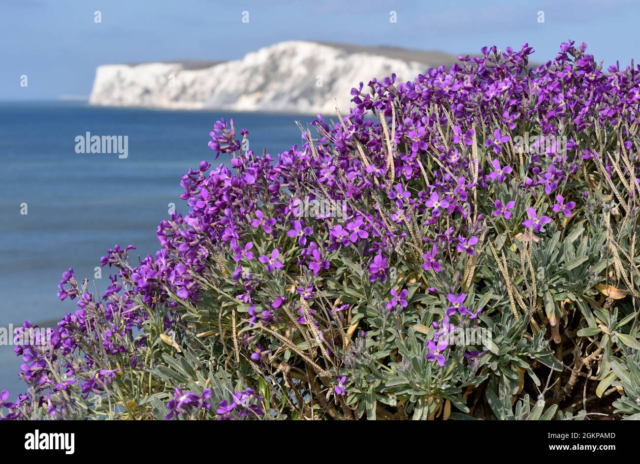 Hoary Stock - Matthiola incana Stock Photo - Alamy