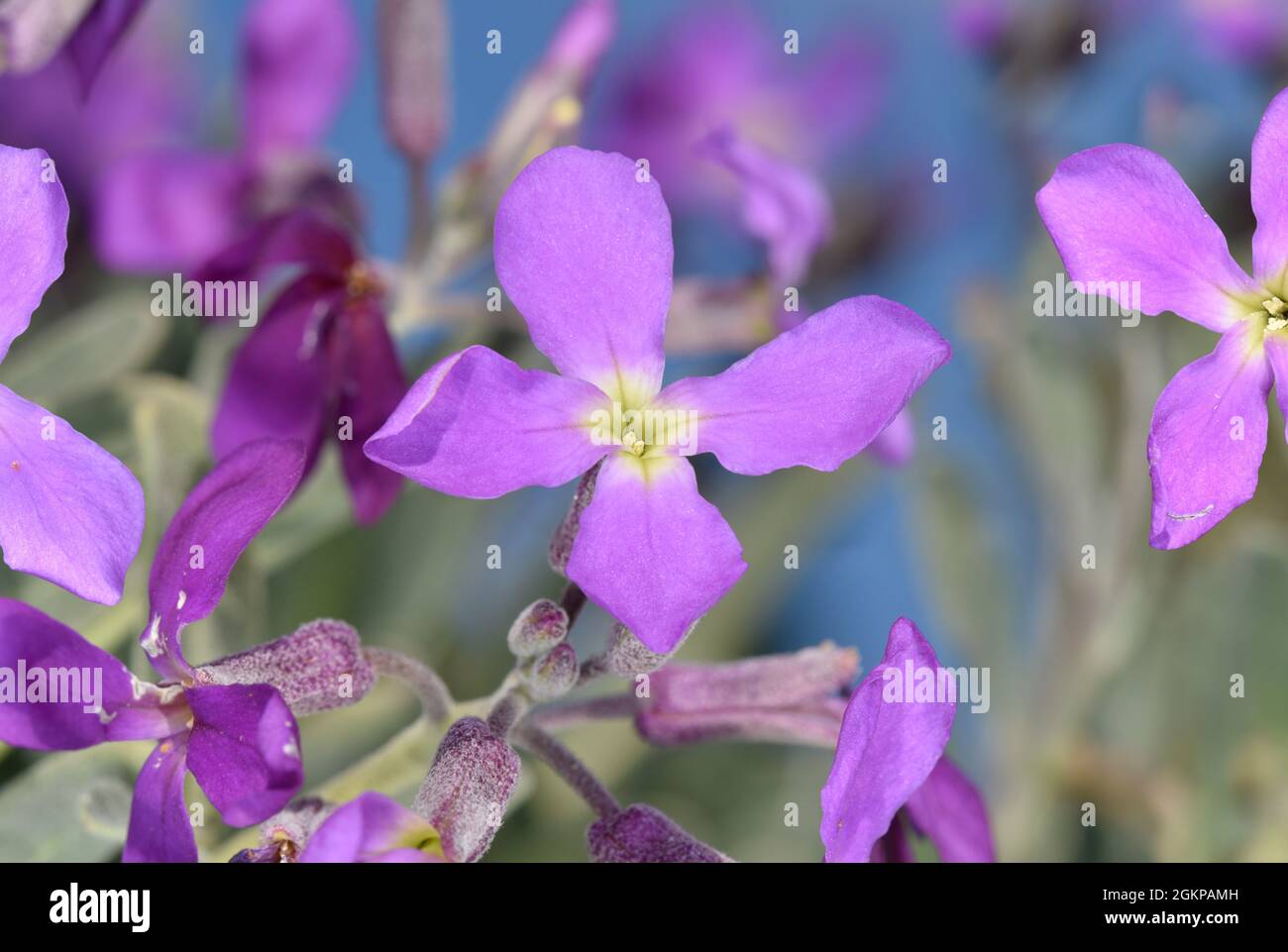 Matthiola incana hi-res stock photography and images - Alamy