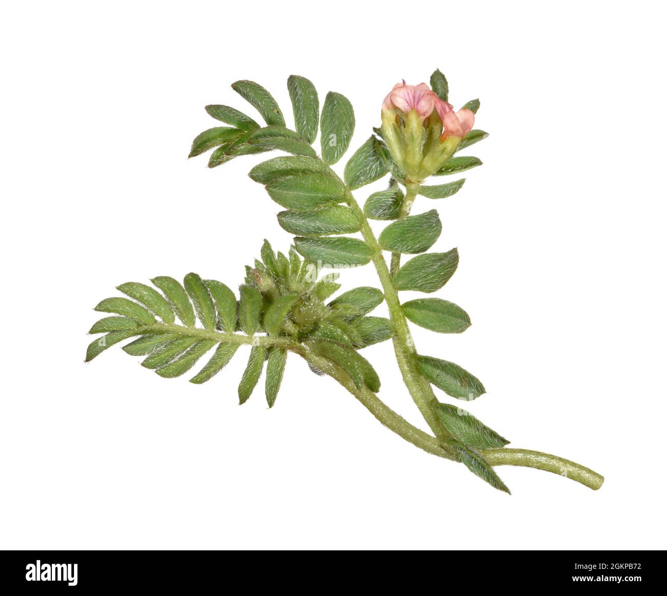 Bird's-foot - Ornithopus perpusillus Stock Photo - Alamy