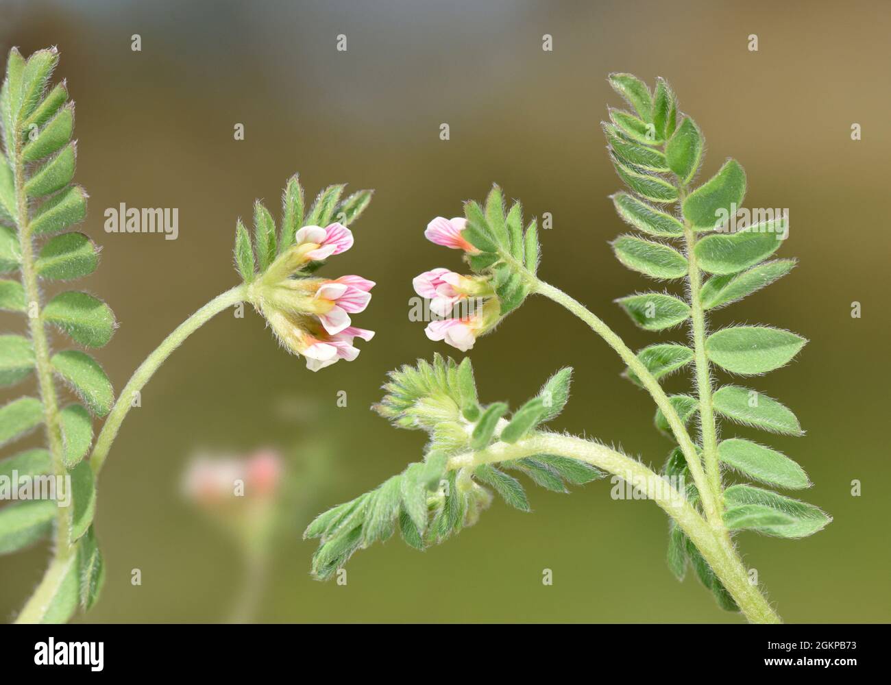 Bird's-foot - Ornithopus perpusillus Stock Photo - Alamy