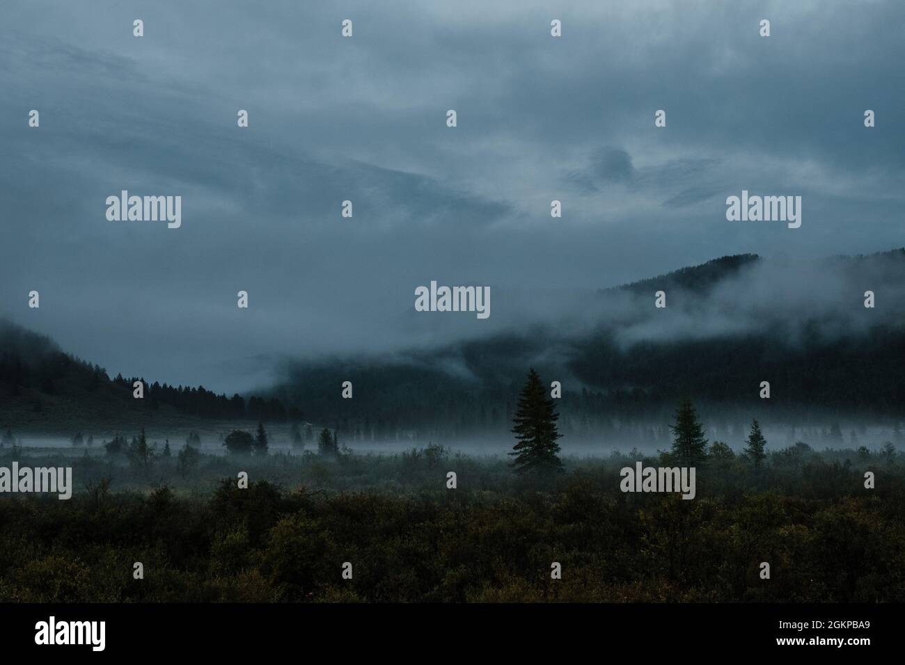 Evening landscape with fog, mountains and conifers Stock Photo - Alamy