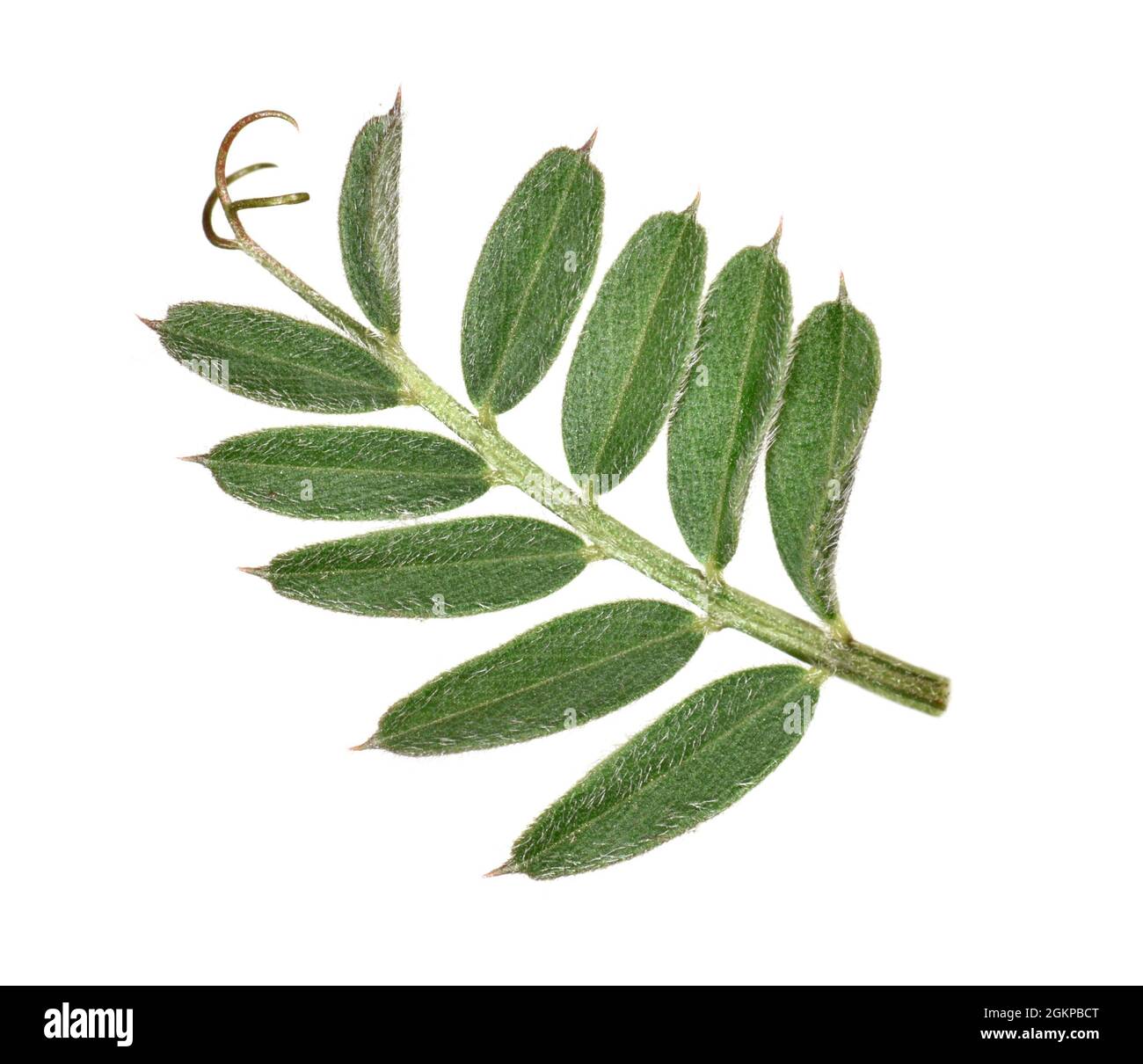 Common Vetch - Vicia sativa Stock Photo - Alamy