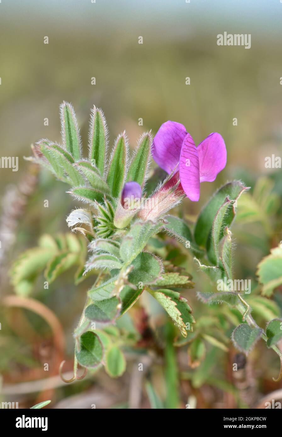 Common vetch uk hi-res stock photography and images - Alamy