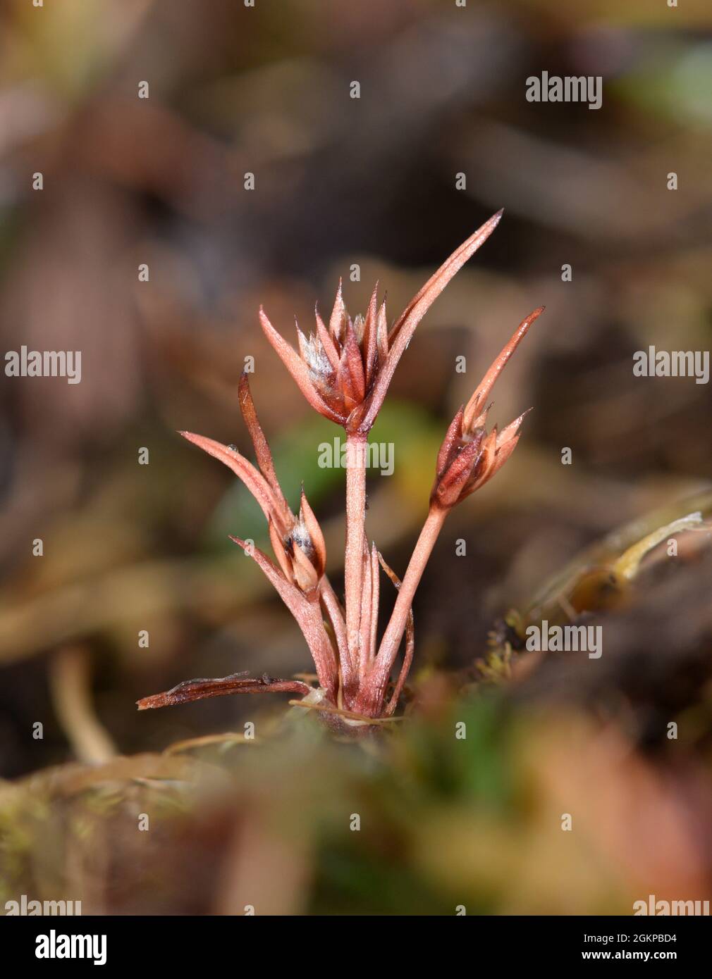 Dwarf Rush - Juncus capitatus Stock Photo - Alamy