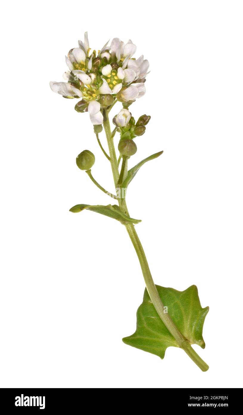 Common scurvy grass cochlearia officinalis Cut Out Stock Images ...