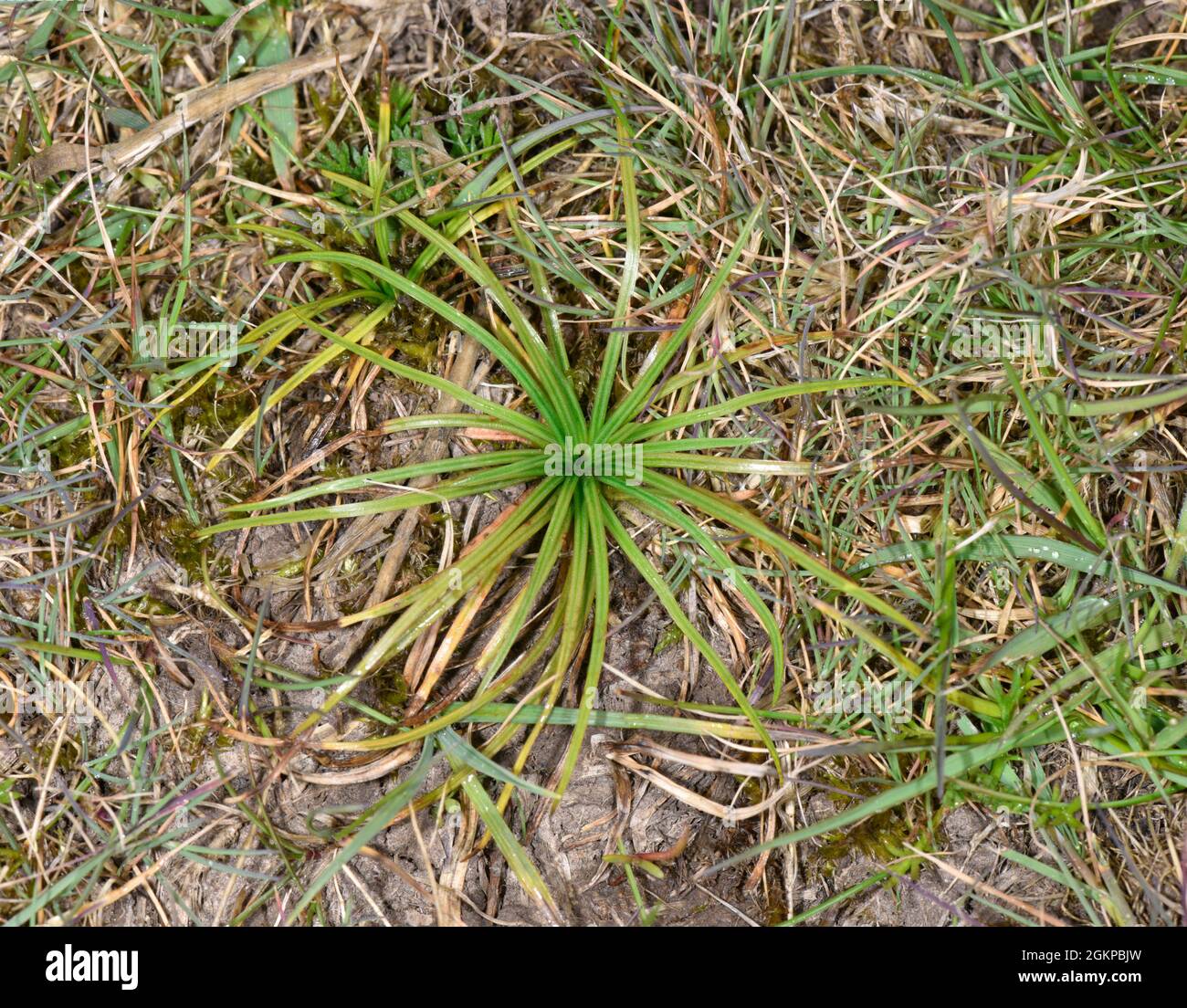 Land Quillwort - Isoetes histrix Stock Photo - Alamy