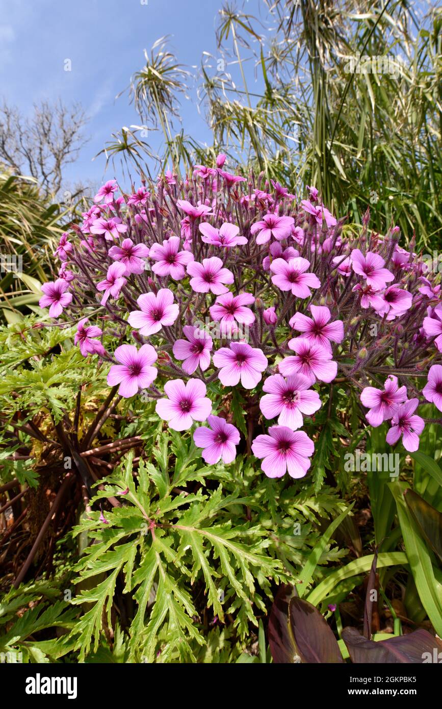 Giant Herb-Robert - Geranium maderense Stock Photo - Alamy