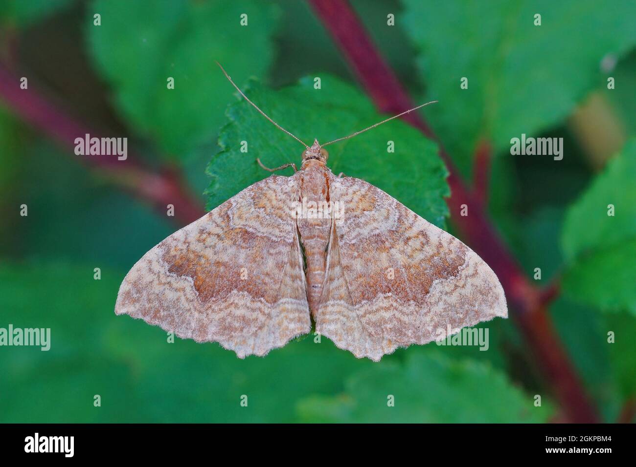 Closeup on the yellow shell moth , Camptogramma bilineata Stock Photo ...