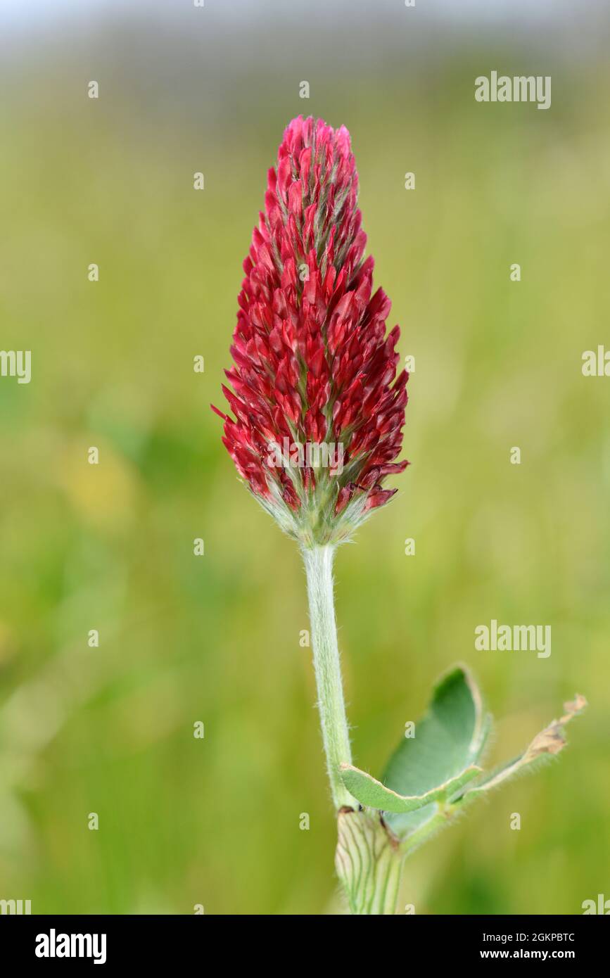 Crimson Clover - Trifolium incarnatum Stock Photo - Alamy
