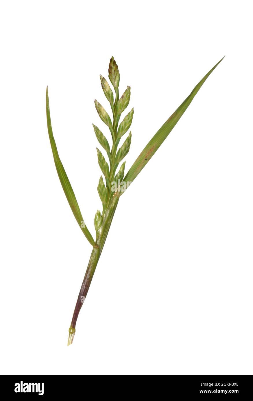 Sea fern hi-res stock photography and images - Alamy