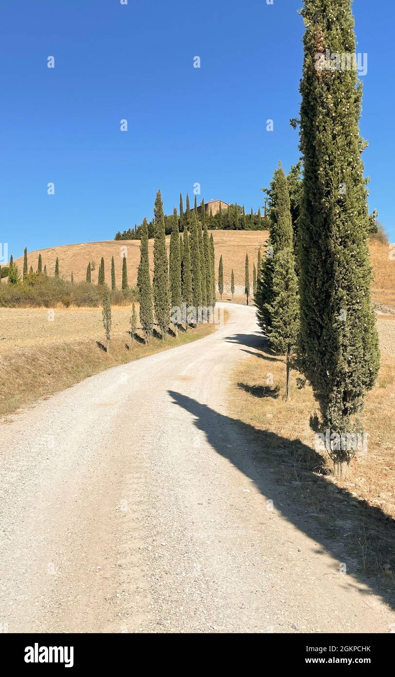 cypress trees and winding road leading up to house Stock Photo - Alamy