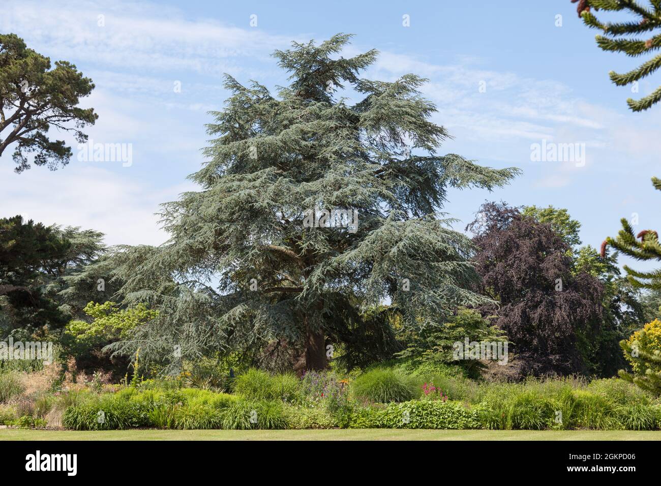 Fir trees evergreens hi-res stock photography and images - Alamy