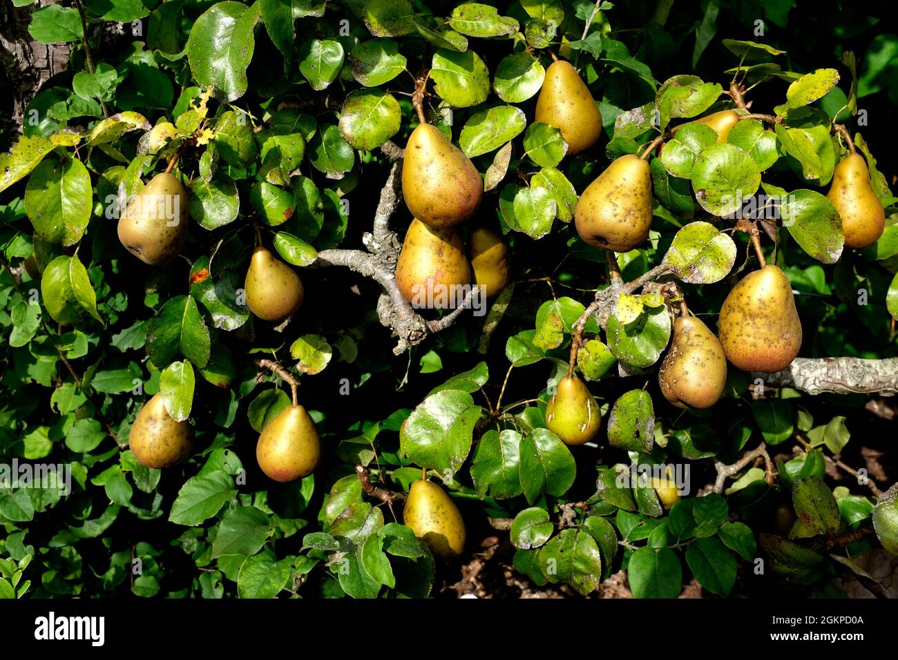cluster of espalier pears maturing ,deal,east kent,uk september 2021 ...